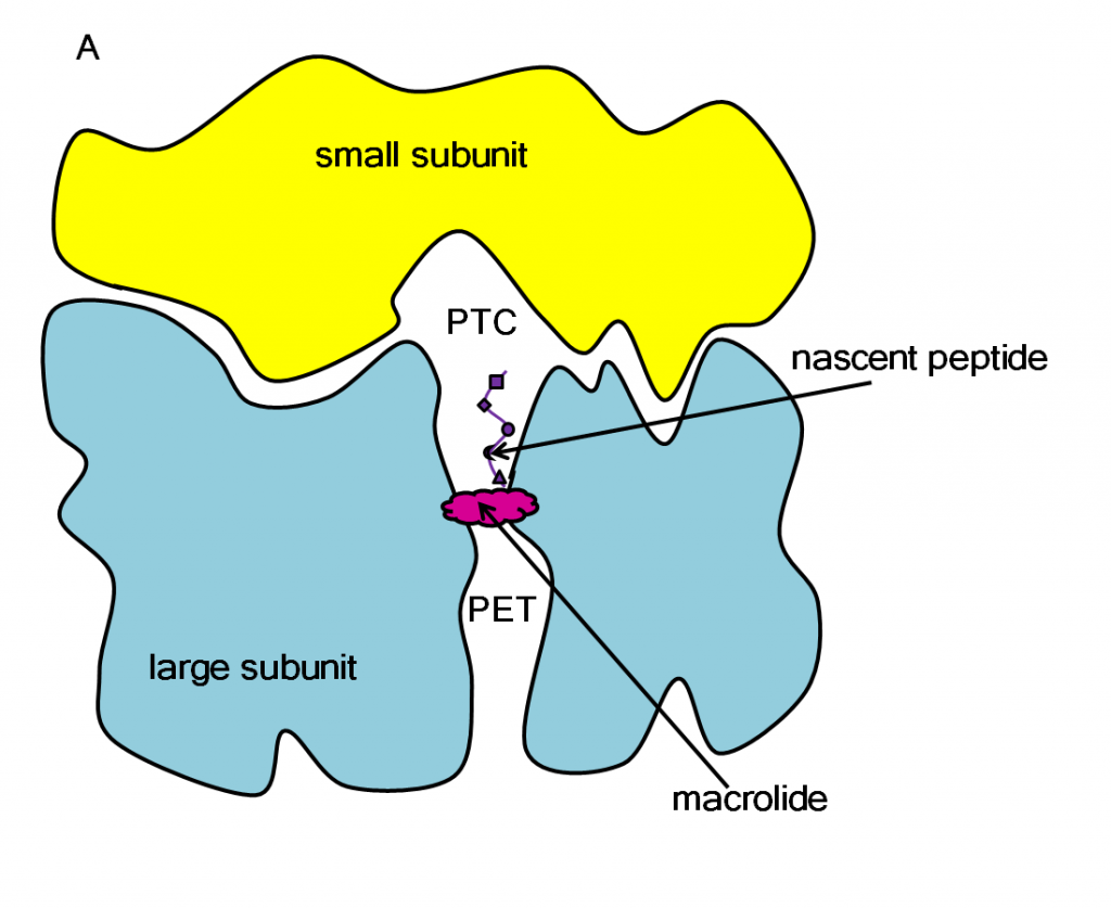 Anna Pavlova | SimBac – simulations of bacterial systems