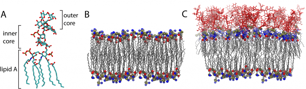Outer Membrane Proteins | SimBac – simulations of bacterial systems