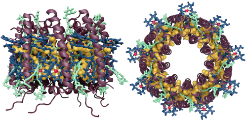 Evan Seitz | SimBac – simulations of bacterial systems